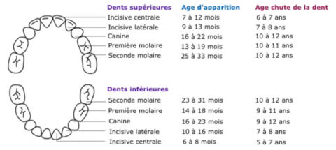 Les dents de la naissance à 6 ans - Drs Guillon et Dutertre